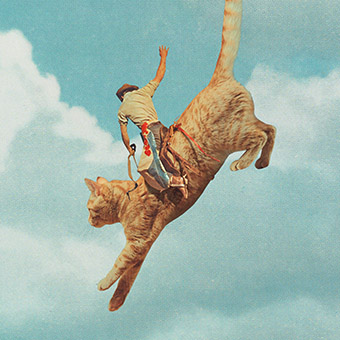 Animals – Vertigo Artography